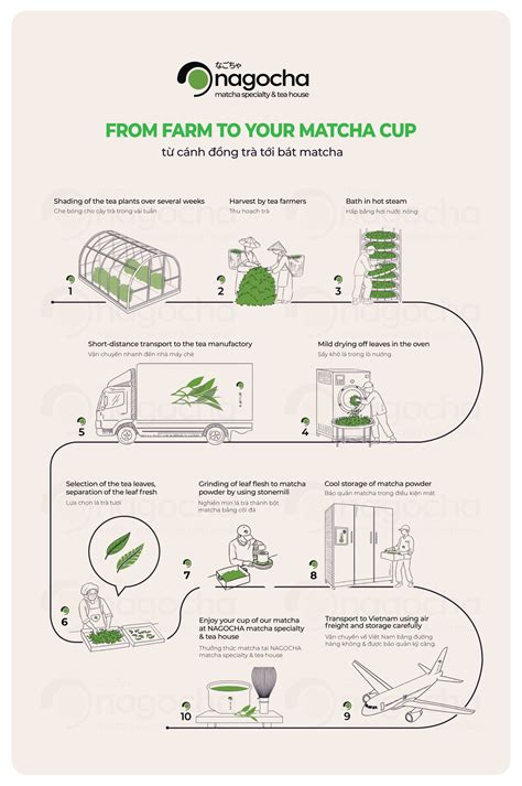 Matcha Production Process Nagocha Tea House