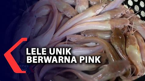 Viral Lele Barbie Berwarna Pink Banyak Di Minati Berminat Ternak Ga