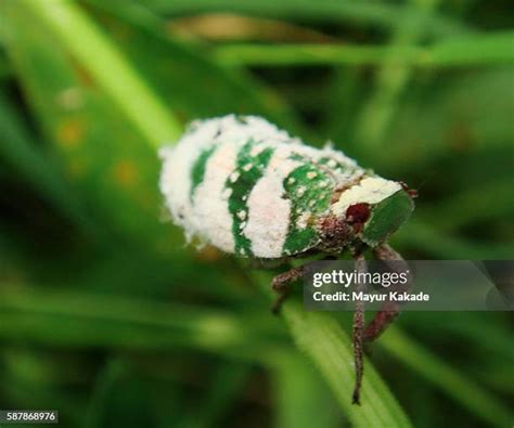 Green Leafhopper Photos And Premium High Res Pictures Getty Images