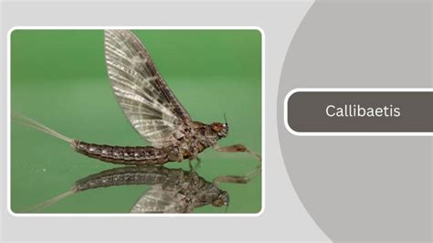 21 Types Of Mayflies Identification With Pictures