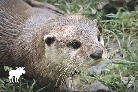 What Is The Difference Between An Otter And A Beaver — Forest Wildlife