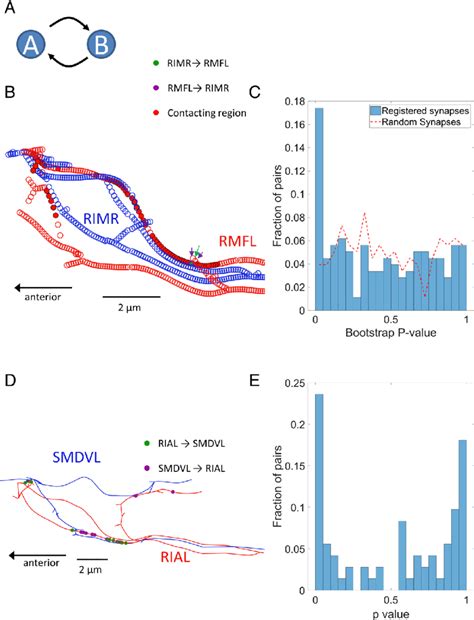 Incoming And Outgoing Synapses Between Mutually Synapsing Neurons Form