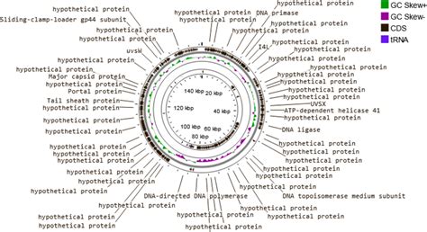 Whole Genome Map Of Phage Zag1 The Figure Displays The Whole Genome