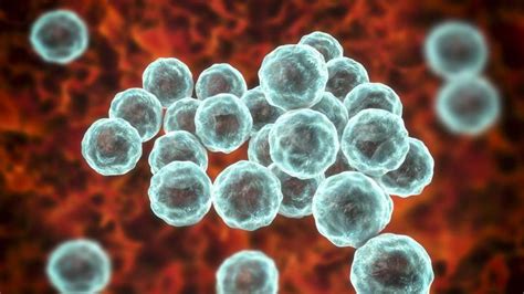 Unas 4 000 Personas Mueren Cada Año En España Debido A Las Bacterias Multirresistentes