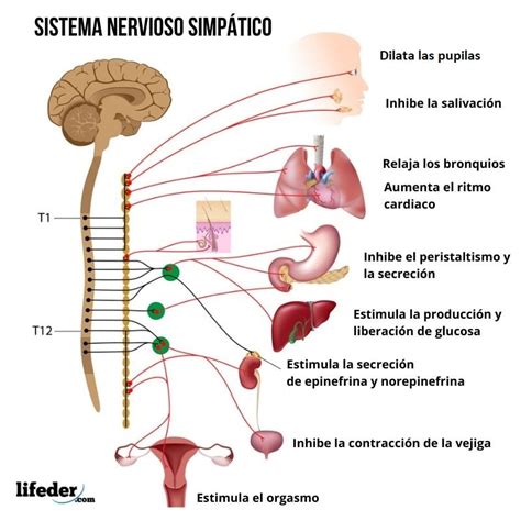 Partes Del Sistema Nervioso Funciones Y Estructuras