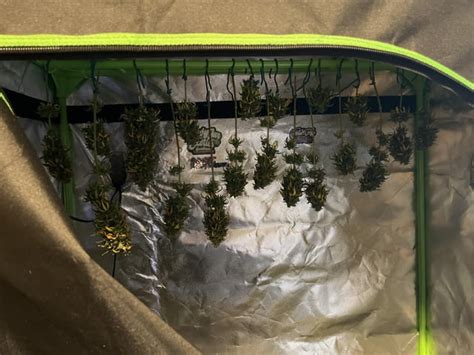 Aeque Genetics And Candy Jar Exotics Rausgrowers