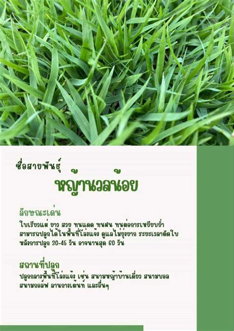 ขายส่งหญ้าปูสนามสระบุรี โทร 064 4926698 รับปูหญ้า จัดสวน ปูสนาม ขายหญ้านวลน้อย มาเลเซีย เบอม