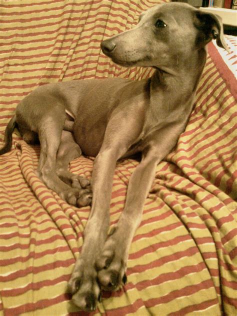 Moreno Neri Lapo E Cino I Miei Levrieri