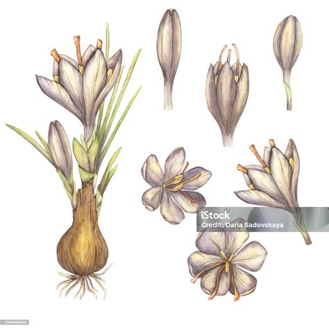 구근이 있는 수채화 앵초 보라색 크로커스 사프란 꽃의 그림 흰색 배경에 클립아트입니다 향신료 향수 향료 페인트 안료 디자인용