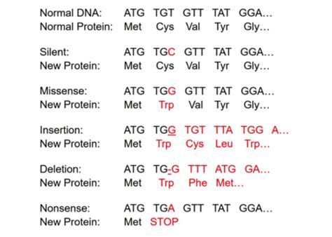 3 5 Generating Genetic Diversity Flashcards Quizlet