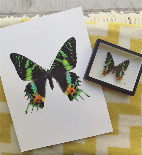 Urania Ripheus Liljebergs