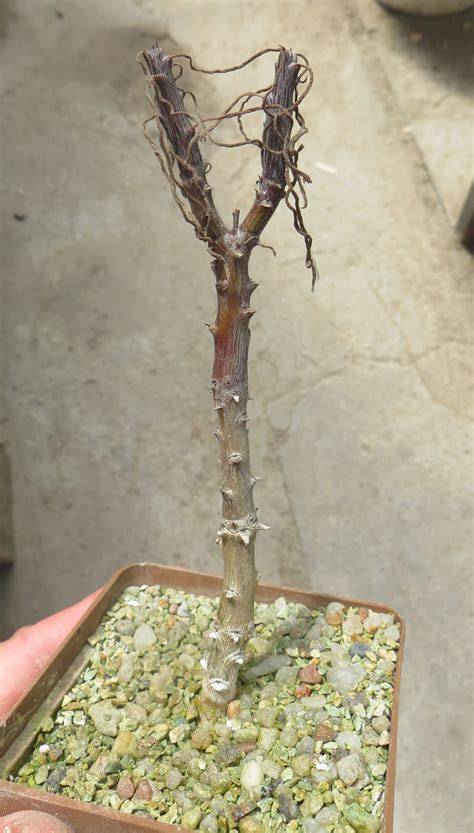 Tylecodon Sp — Cactus Shop