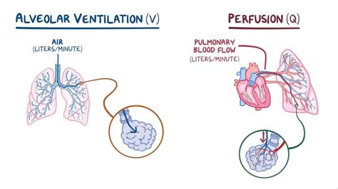 Alveolar Ventilation Pulmonary Ventilation And Lung Volumes Anatomy