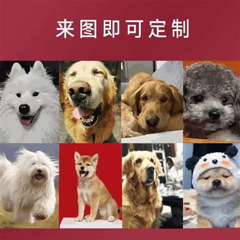 客製化油畫填充 來圖訂製 Diy訂製 手工畫填充 訂製照片 手作 填充畫 寵物油畫 紀念禮物 無框畫 照片訂製 數字填色 蝦皮購物