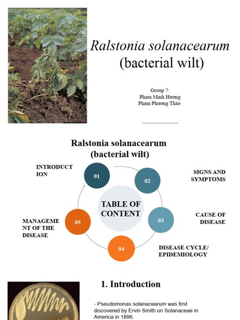 Ralstonia Solanacearum Bacterial Wilt Ppt Version Pdf