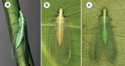 Adult Of A Chrysoperla Shahrudensis Sp Nov Non Diapausing Green Download Scientific