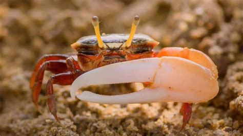 Download Fiddler Crab With Distinctive Large Claw Wallpaper