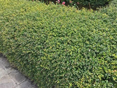 Plants For Dallas Your Source For The Best Landscape Plant