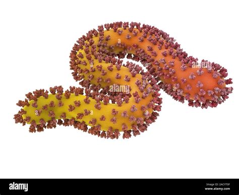 Computer Illustration Of An Ebola Virus Particle Seen On The Viral Surface Are Trimeric