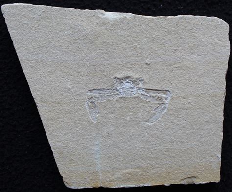 Geryon 20 Expo Hakel