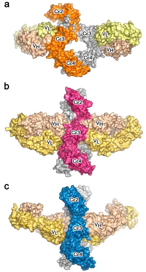 Ige Antibodies From Structure To Function And Clinical Translation Pmc