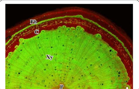 Fluorescence Micrograph Showing Low Magnification Transverse View Of