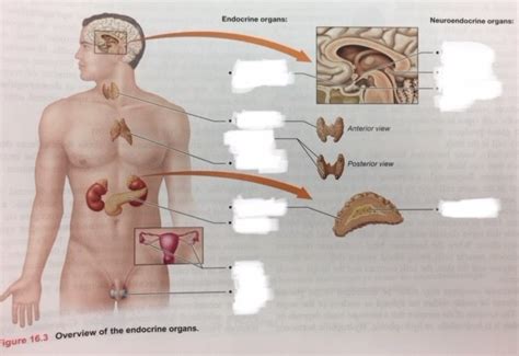 Bio 202 Endocrine Organs Diagram Quizlet