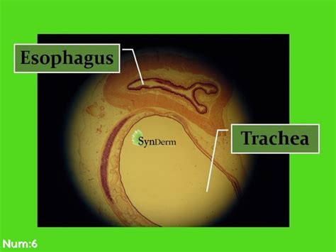 Epithelium Tissue Synderm Drleila Roshangar