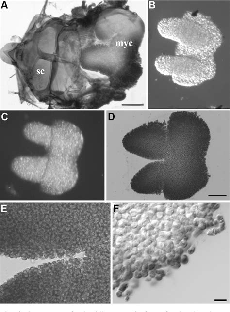 Raffaelea Sulphurea Semantic Scholar