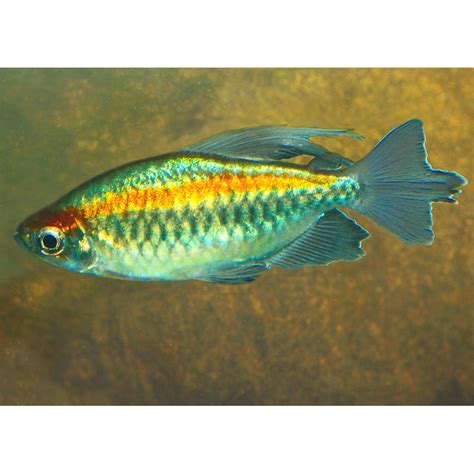Congo Tetra Male Buy Aquarium Fish