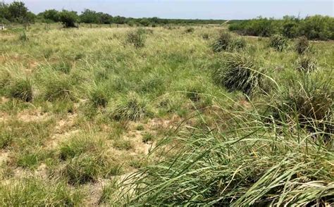 When To Plant Rye Grass In Texas Storables