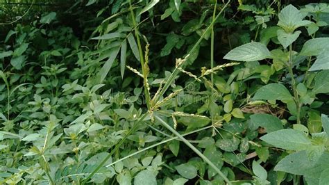 Cyperus Rotundus Coco Grass Java Grass Nut Grass Purple Nut Sedge