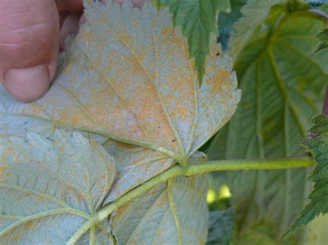 October 2015 Onfruit