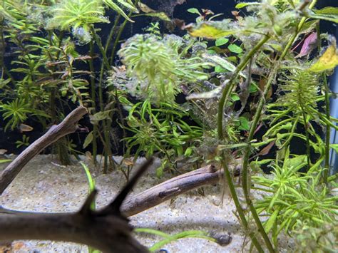 Algae Identification Plants Algae And Fertilizers C A R E