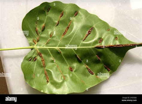 Green Leafleaves Of Sacred Fig Ficus Religiosa Infected With Woody