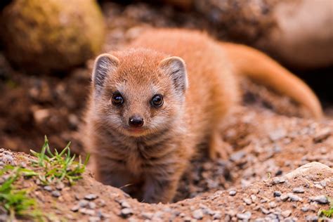 Mongooses Mongeese Are Cute Raww