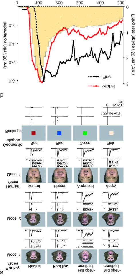A Response Of A Face Responsive Neuron Each Diagram Consists Of A