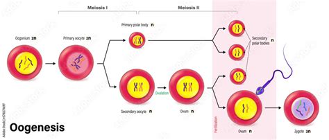 Oogenesis Cell Division Gametogenesis Meiosis Human Reproductive