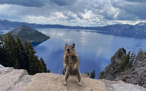 Crater Lake National Park Animals Clarks Nutcracker Sitting In Top Of
