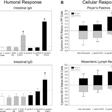Immunization Protocol Download Scientific Diagram