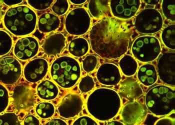 Tree Under Microscope
