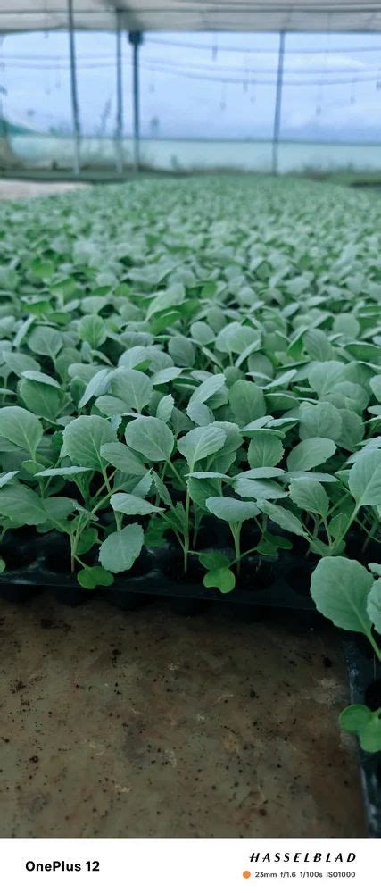 Cabbage Seedlings At Cabbage Seedling In Hosur Id 2857546144397
