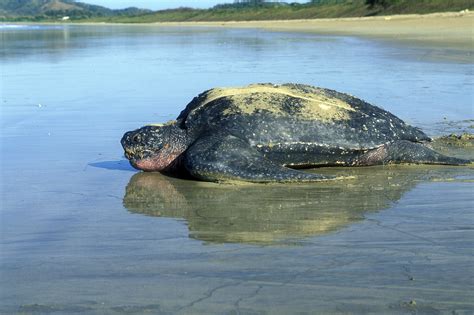 Giant Sea Turtle