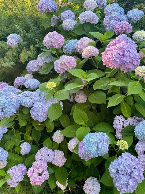Hydrangeas In 2025 Hydrangea Garden Hydrangea Purple Flowers