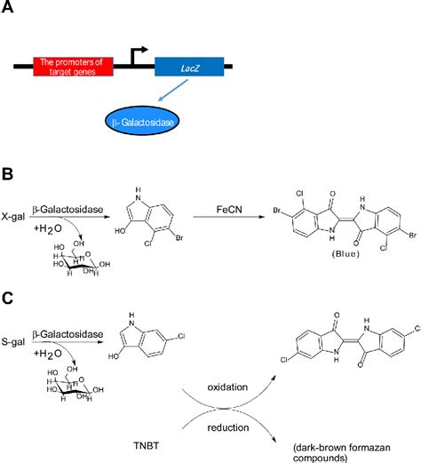 Figure 1 From An Improved Staining Method For Low Signal Lacz Reporter Detection In Mouse
