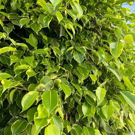 Golden King Ficus Expert Care And Growth Guide
