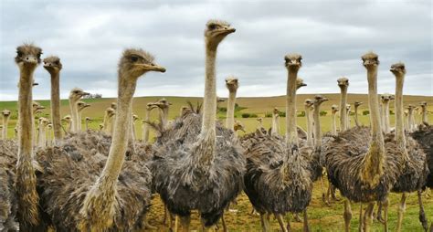Ostrich Birds Facts Diet And Habitat Information