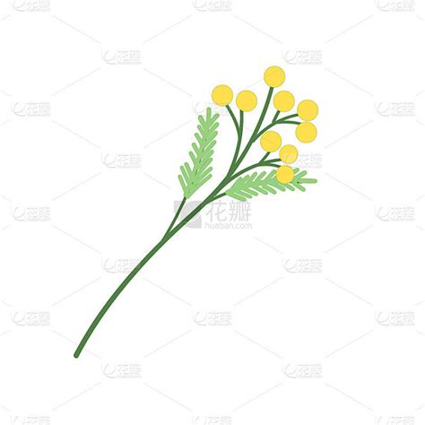 黄花田菁早含羞草