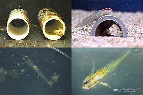 Green Banded Goby Culture Frank Baensch