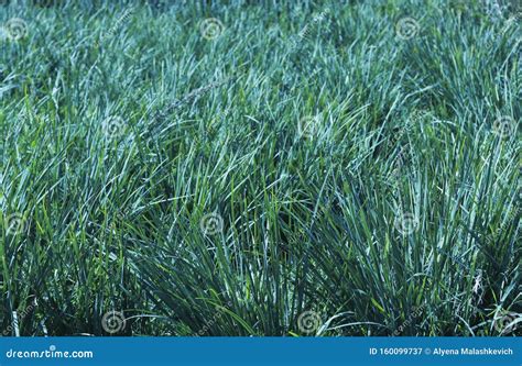 Beautiful Green Grass In A Meadow In The Parkgrass Side View Stock